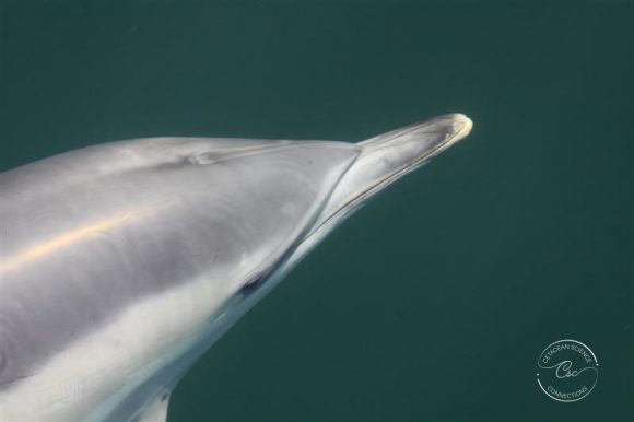 Common dolphins - Cetacean Science Connections
