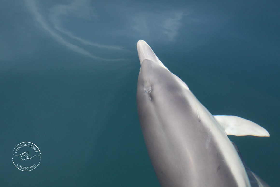Common dolphins - Port Phillip - Cetacean Science Connections