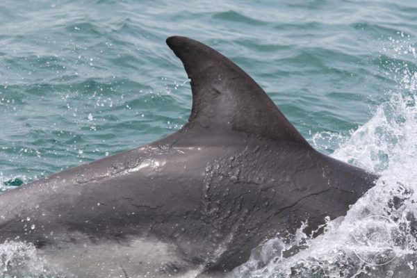 Identifying cetaceans - Cetacean Science Connections