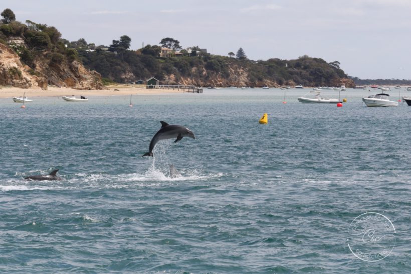 Girls in STEM: Connect with Your Cetacean Sisters - Cetacean Science ...
