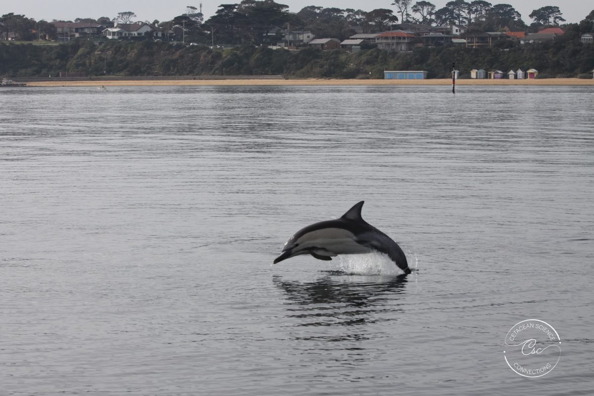 Common dolphins - Port Phillip - Cetacean Science Connections