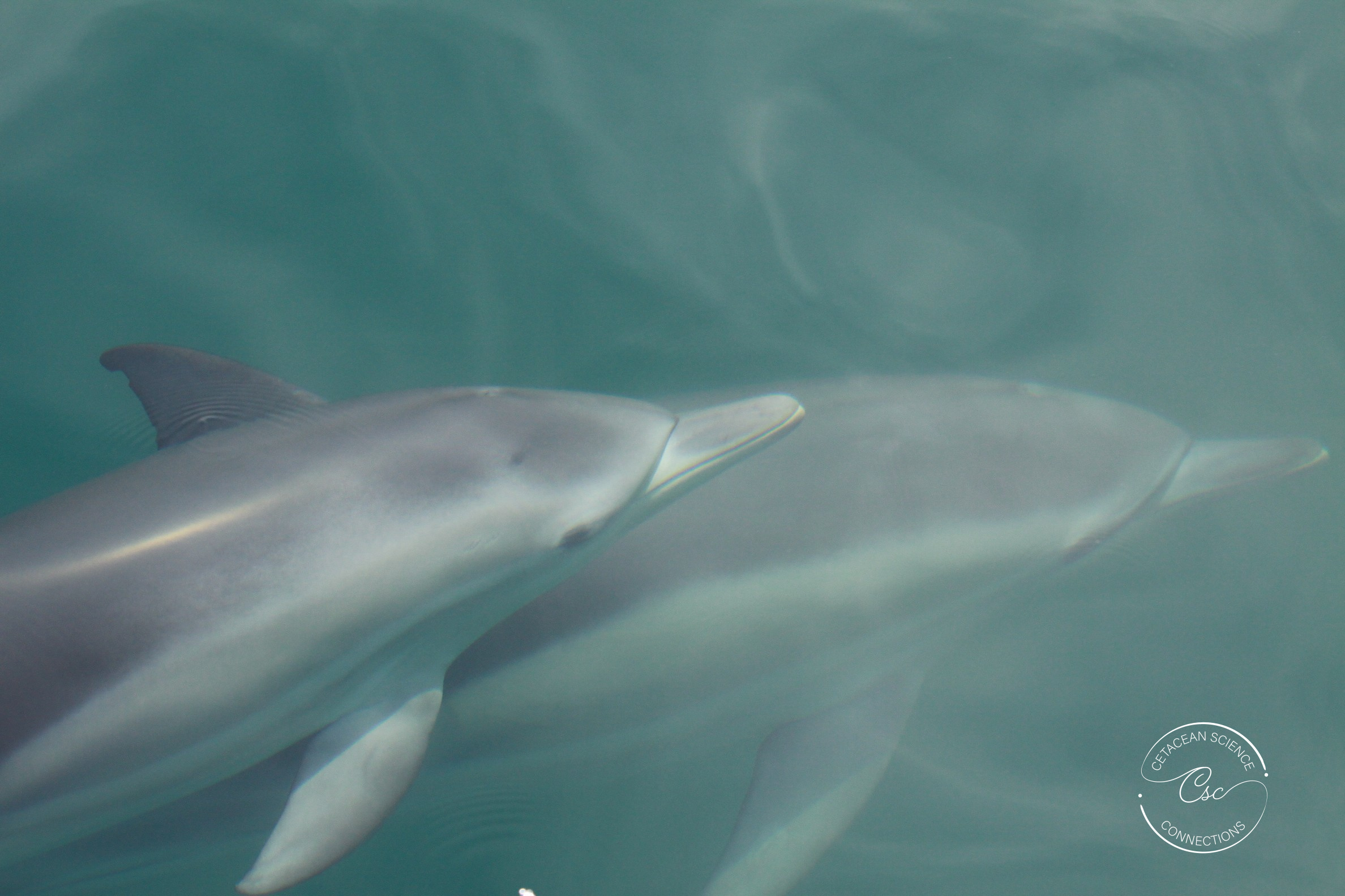 How common are our common dolphins? - Cetacean Science Connections