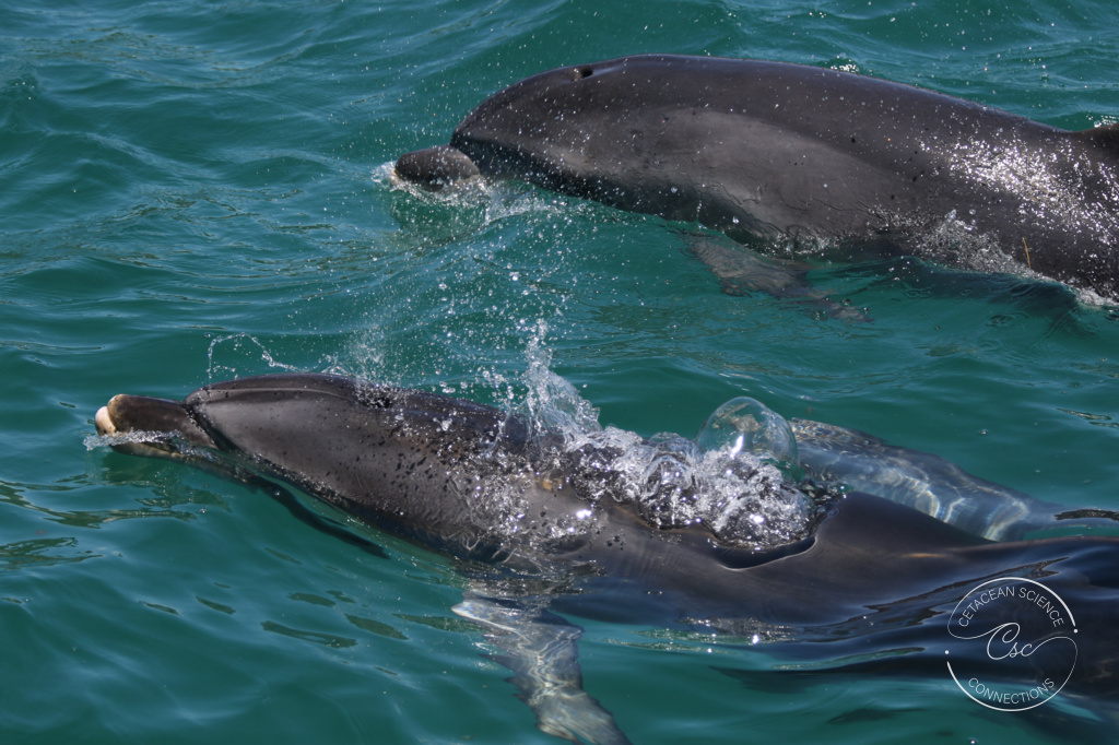 Bottlenose dolphins - Cetacean Science Connections