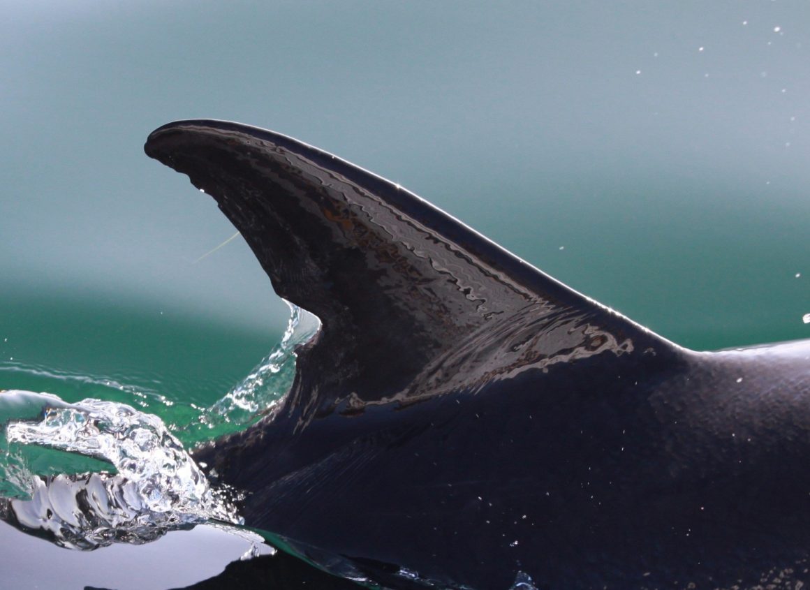 Girls in STEM: Connect with Your Cetacean Sisters - Cetacean Science ...