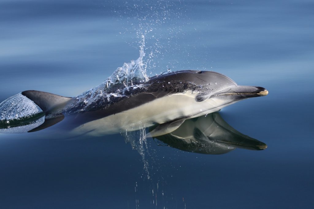 The Victorian Common Dolphin Project - Cetacean Science Connections