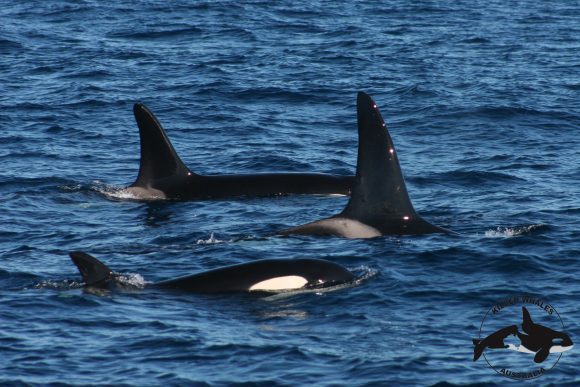 Killer whales - Cetacean Science Connections