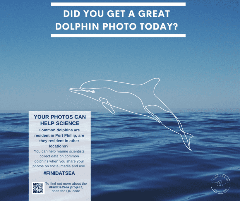 The Victorian Common Dolphin Project - Cetacean Science Connections
