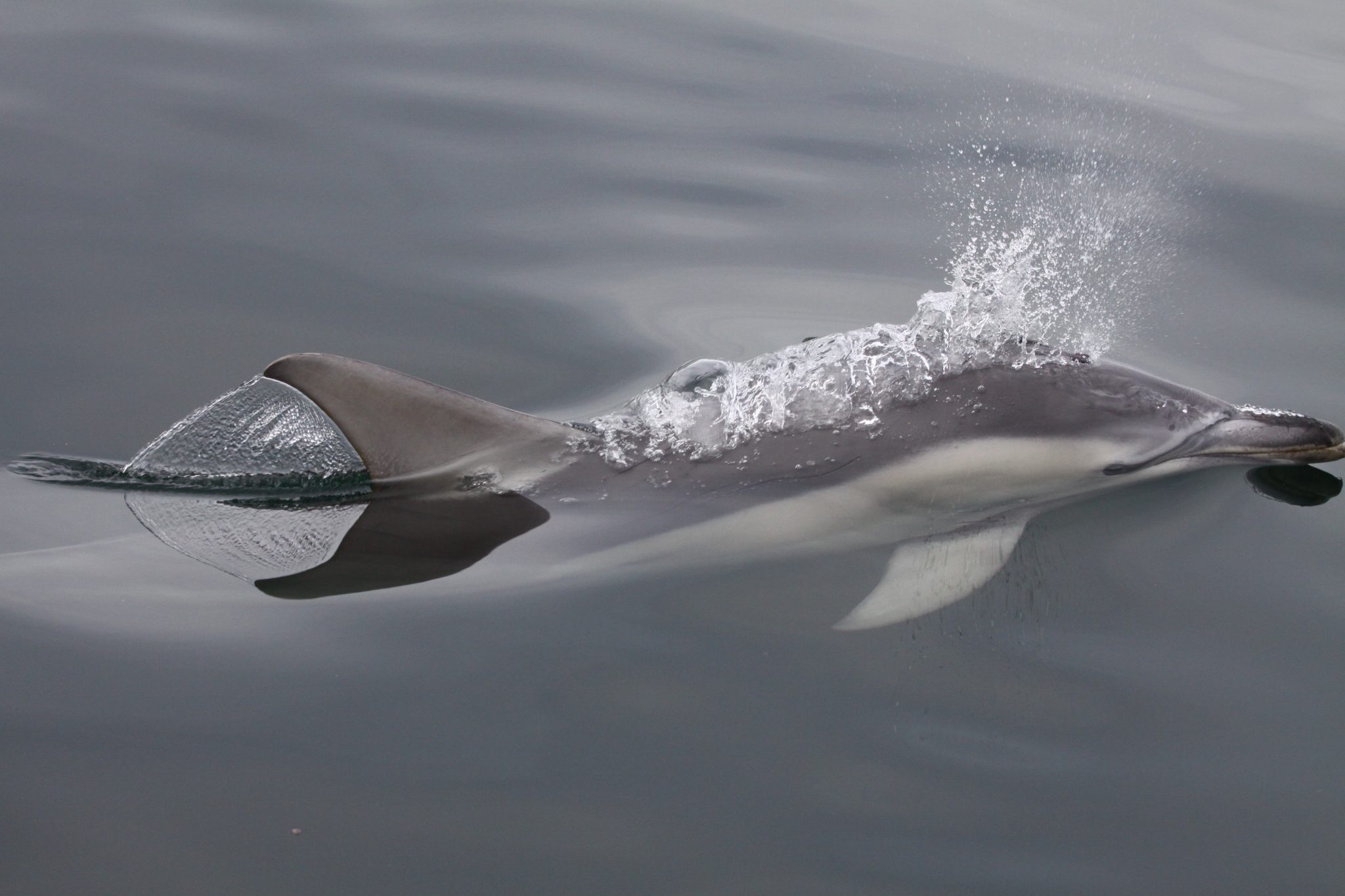 Dolphin Science - Cetacean Science Connections