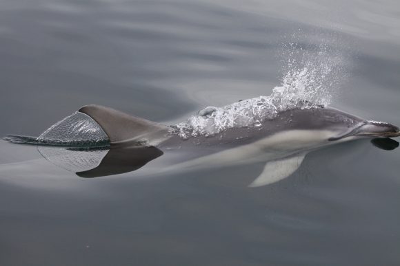 Dolphin Science - Cetacean Science Connections