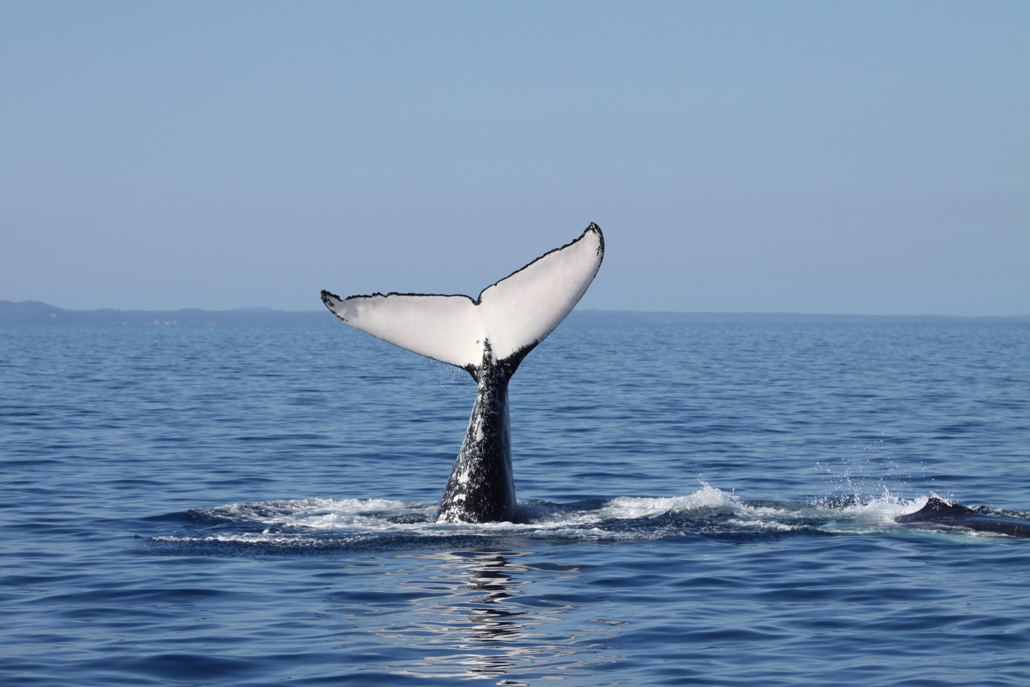 Our local cetaceans - Cetacean Science Connections