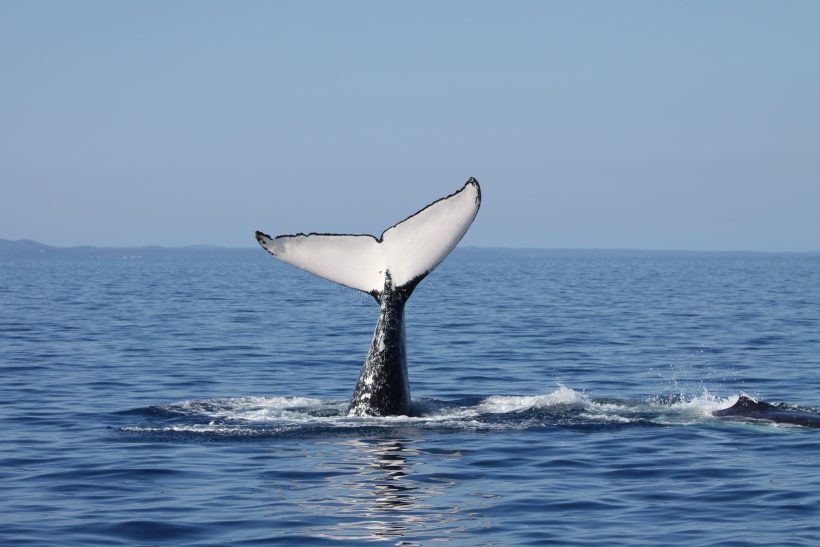 Our local cetaceans - Cetacean Science Connections